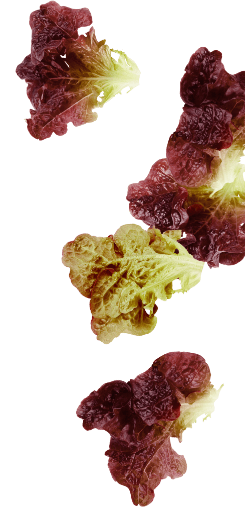 Our Products | Manor Fresh